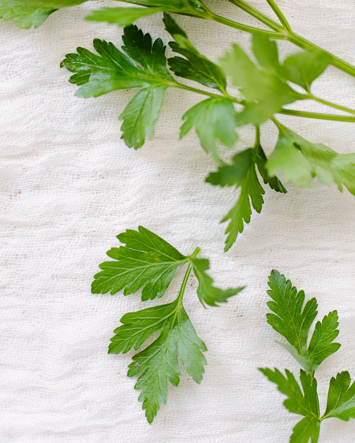 Italian Parsley Leaves